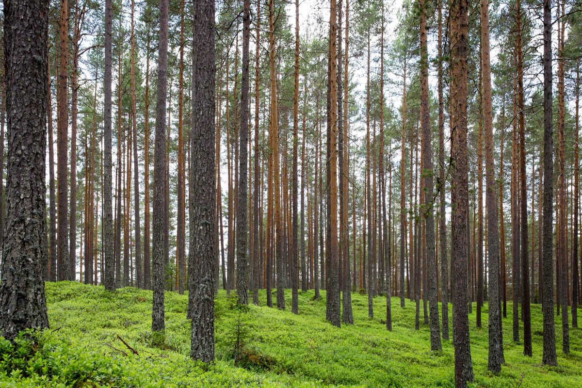 Fuglelopper - Miljøretta Helsevern Hallingdal